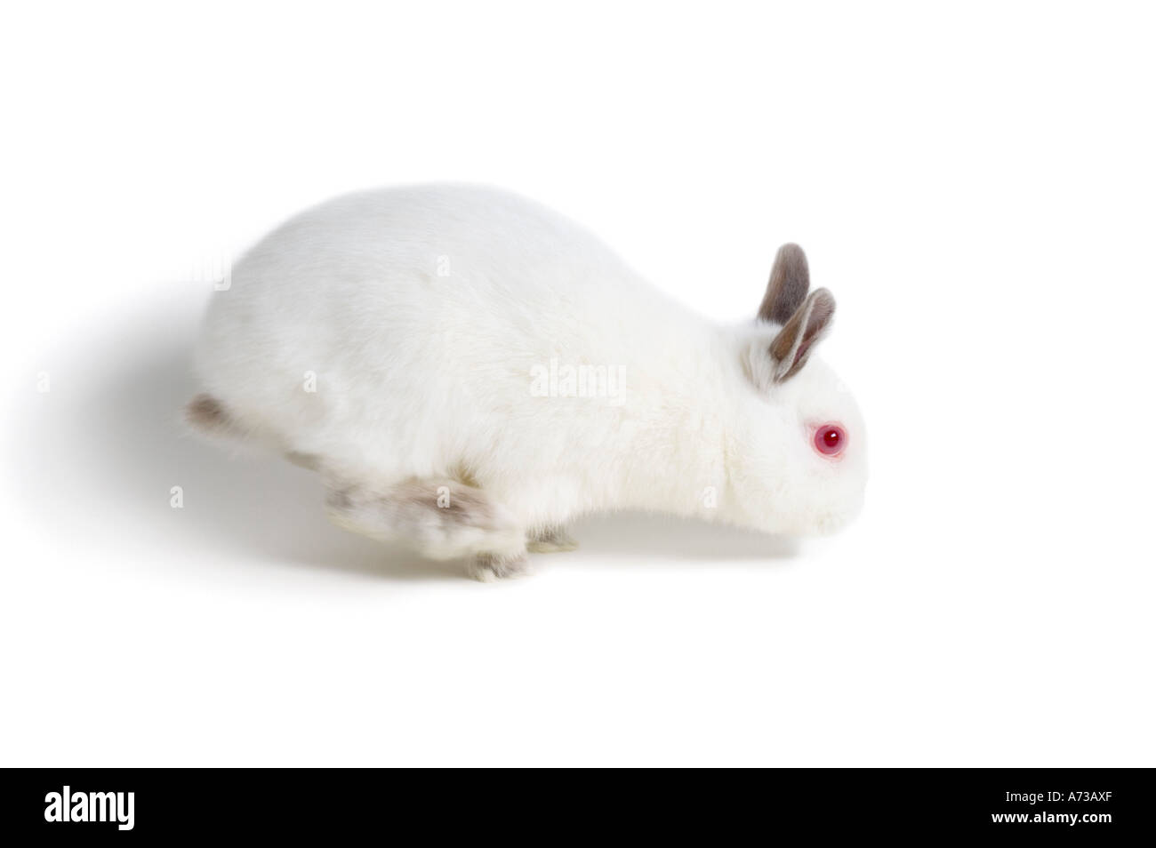 Side view running rabbit hi-res stock photography and images - Alamy