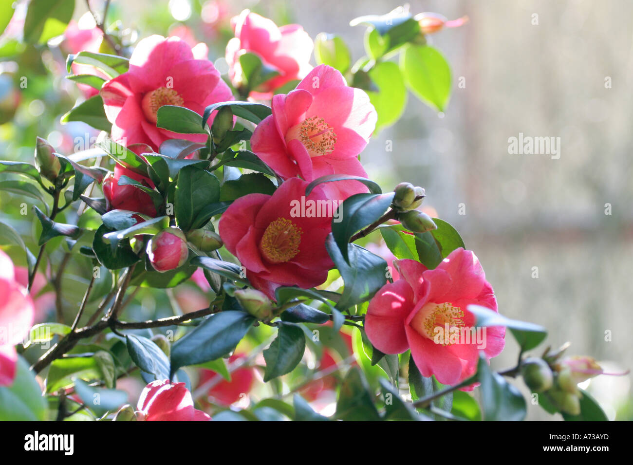 Japanese camellia (Camellia japonica Stock Photo - Alamy