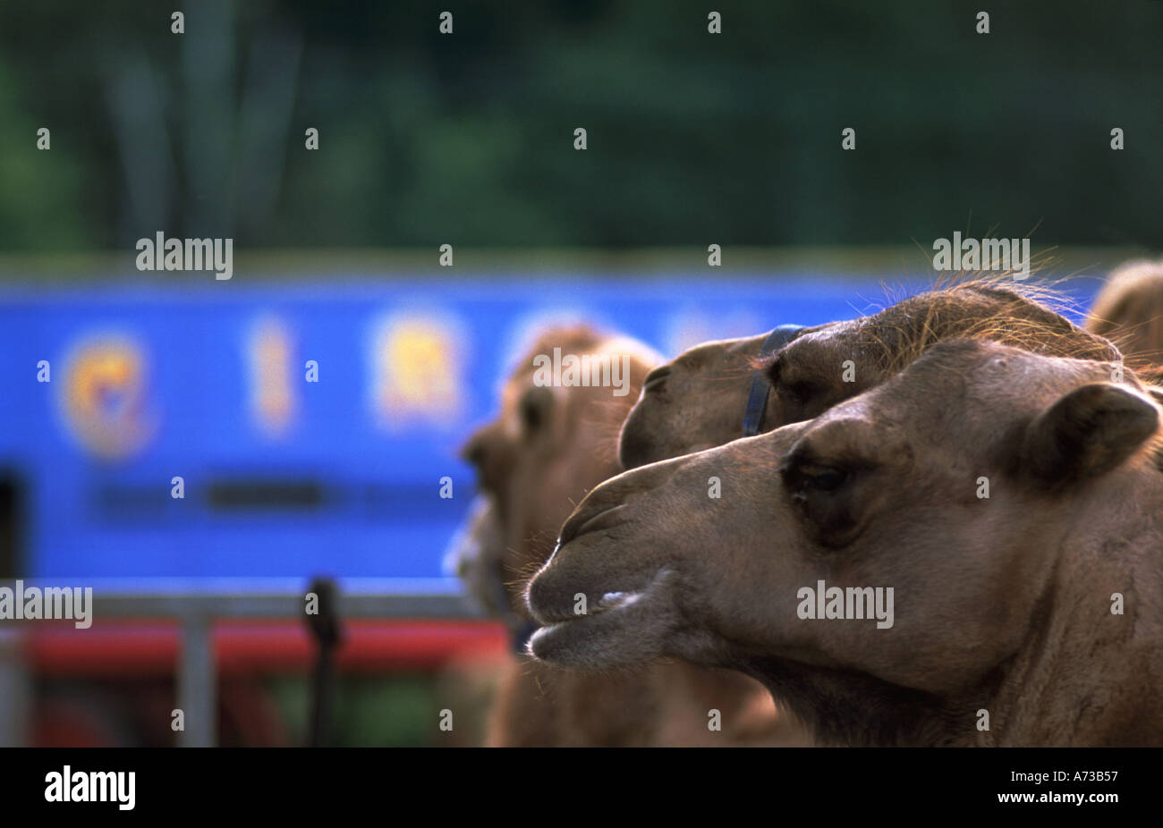 Camels In Front Of Circus Stock Photo - Alamy