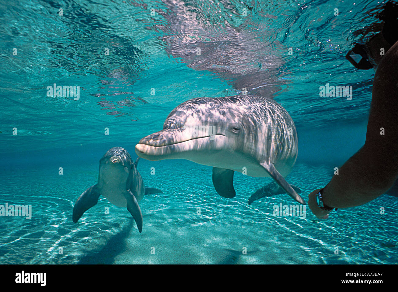 dolphin family mother and child Stock Photo - Alamy