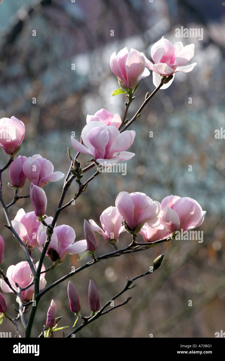 Cucumber tree magnolia acuminata hi-res stock photography and images ...