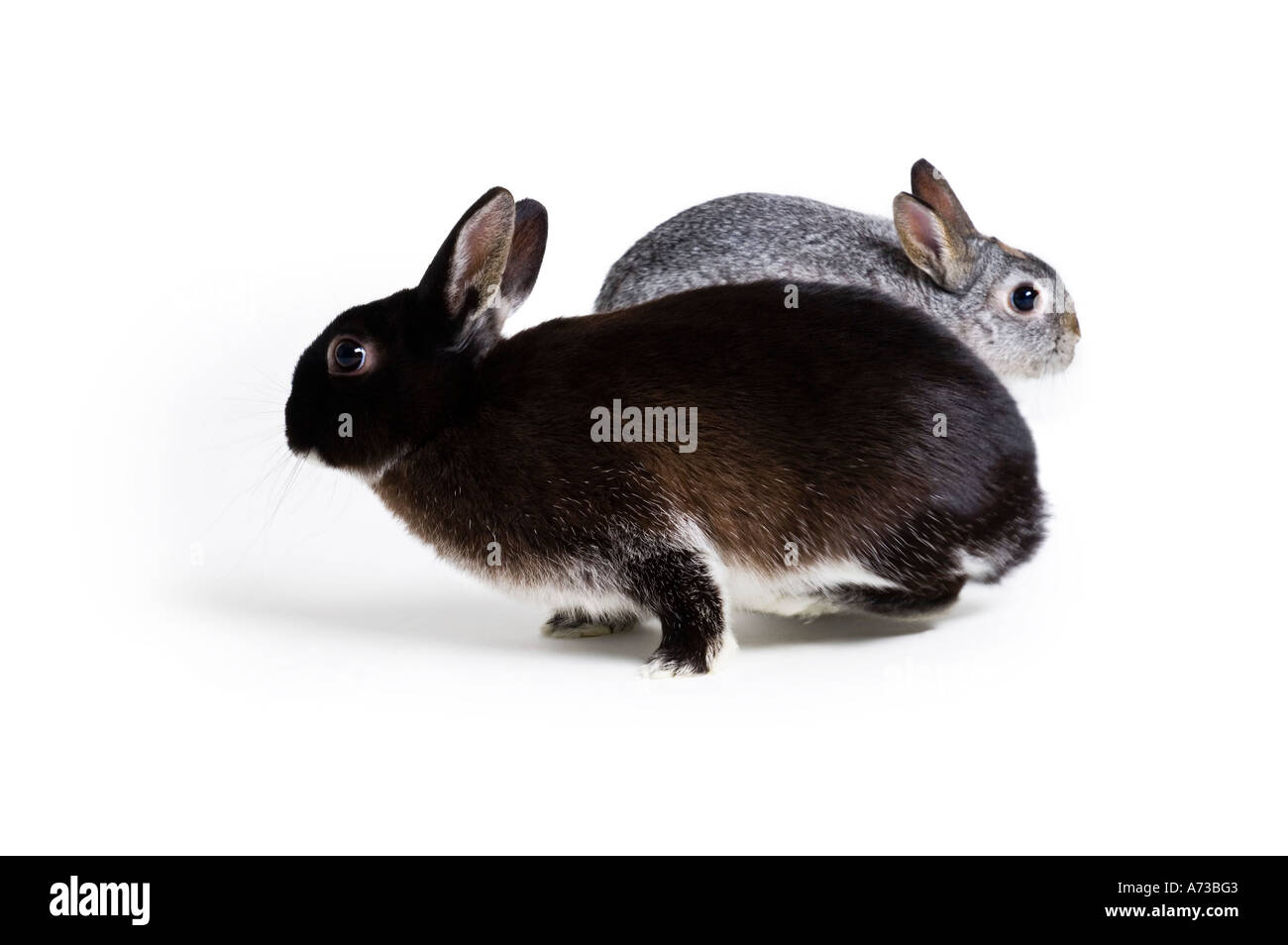 Baby bunny rabbits Cut Out Stock Images & Pictures - Alamy