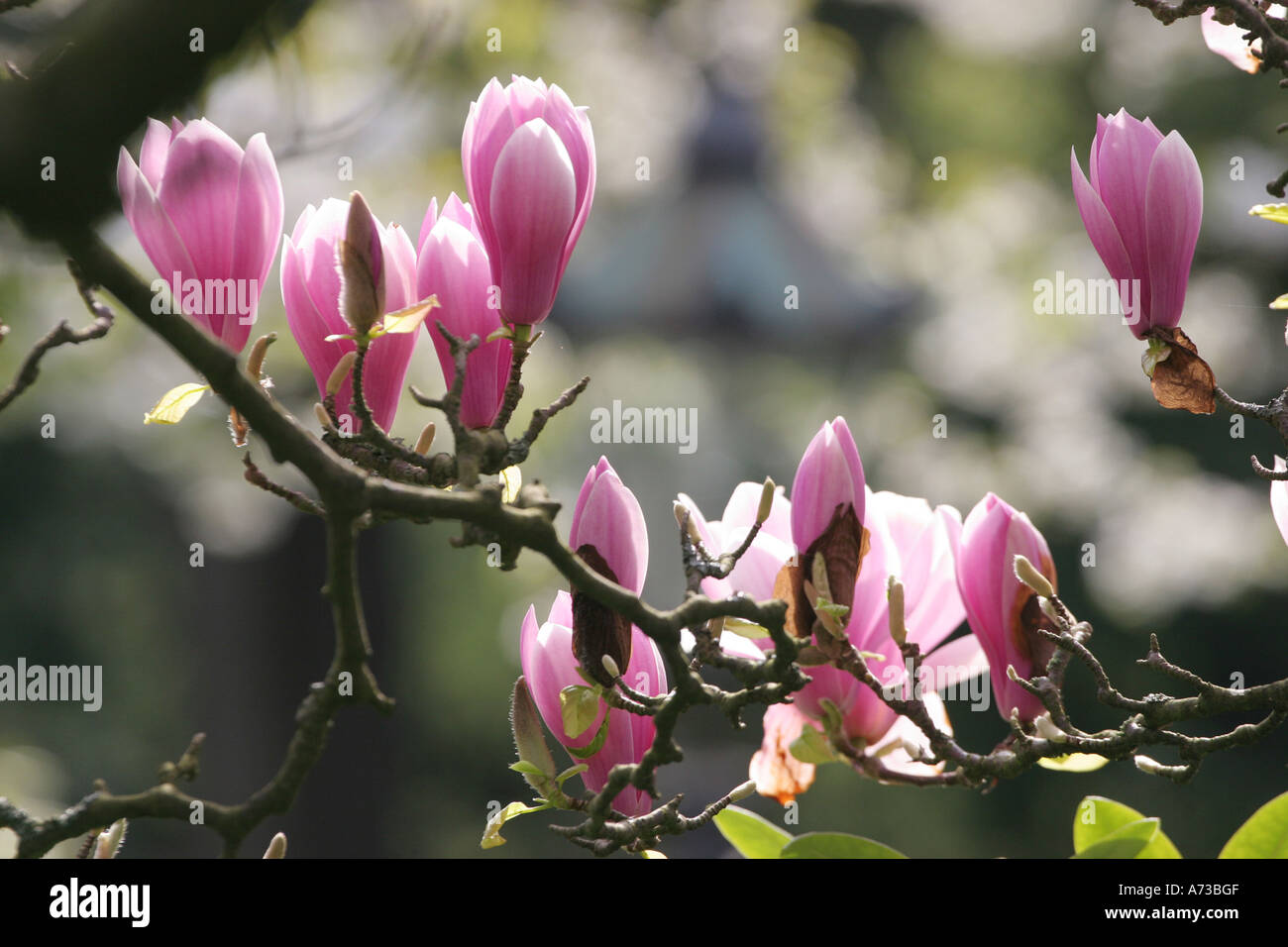 Magnolia acuminata cucumber hi-res stock photography and images - Alamy