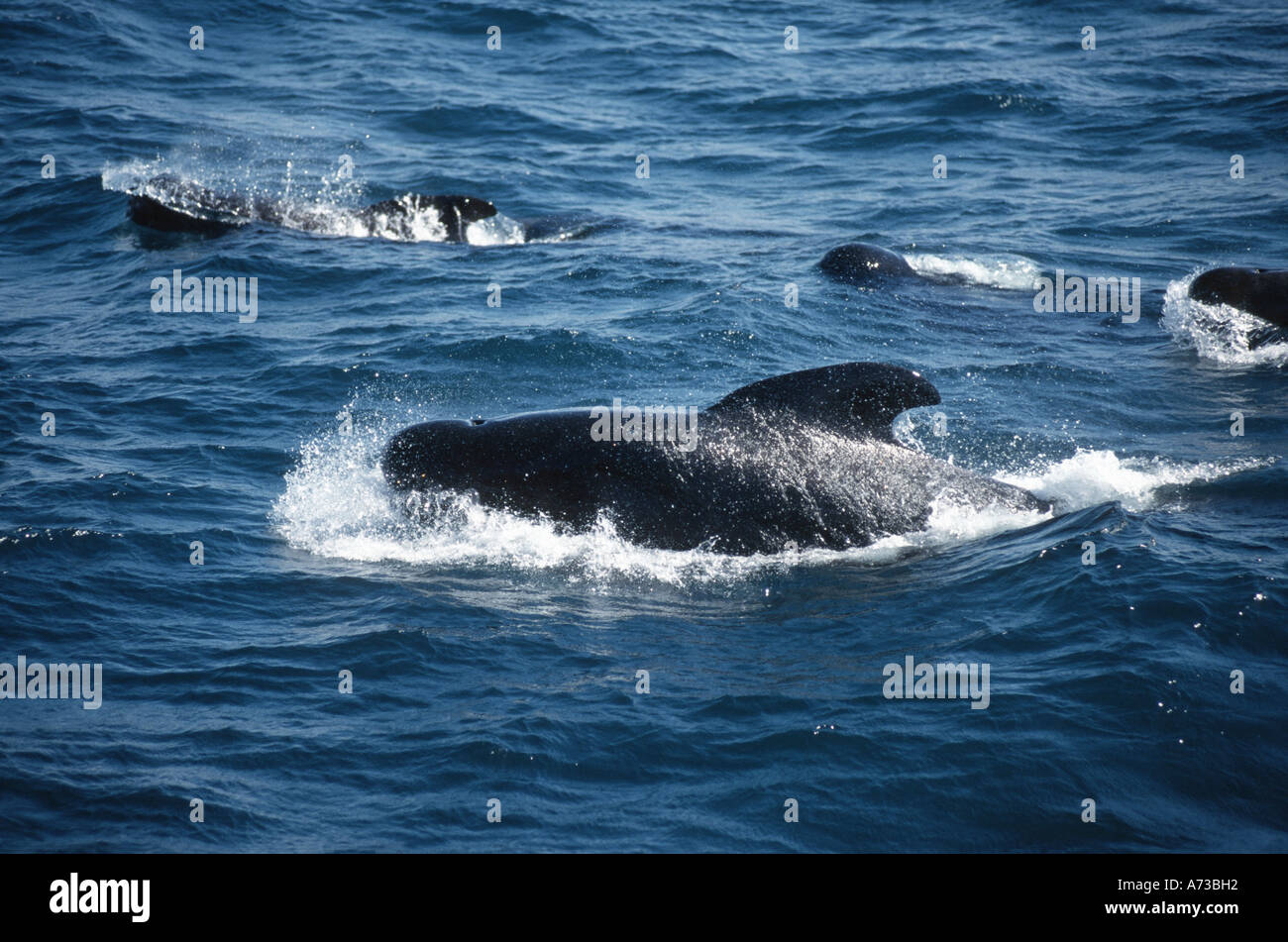 long-finned pilot whale, pothead whale, caaing whale, longfin pilot ...