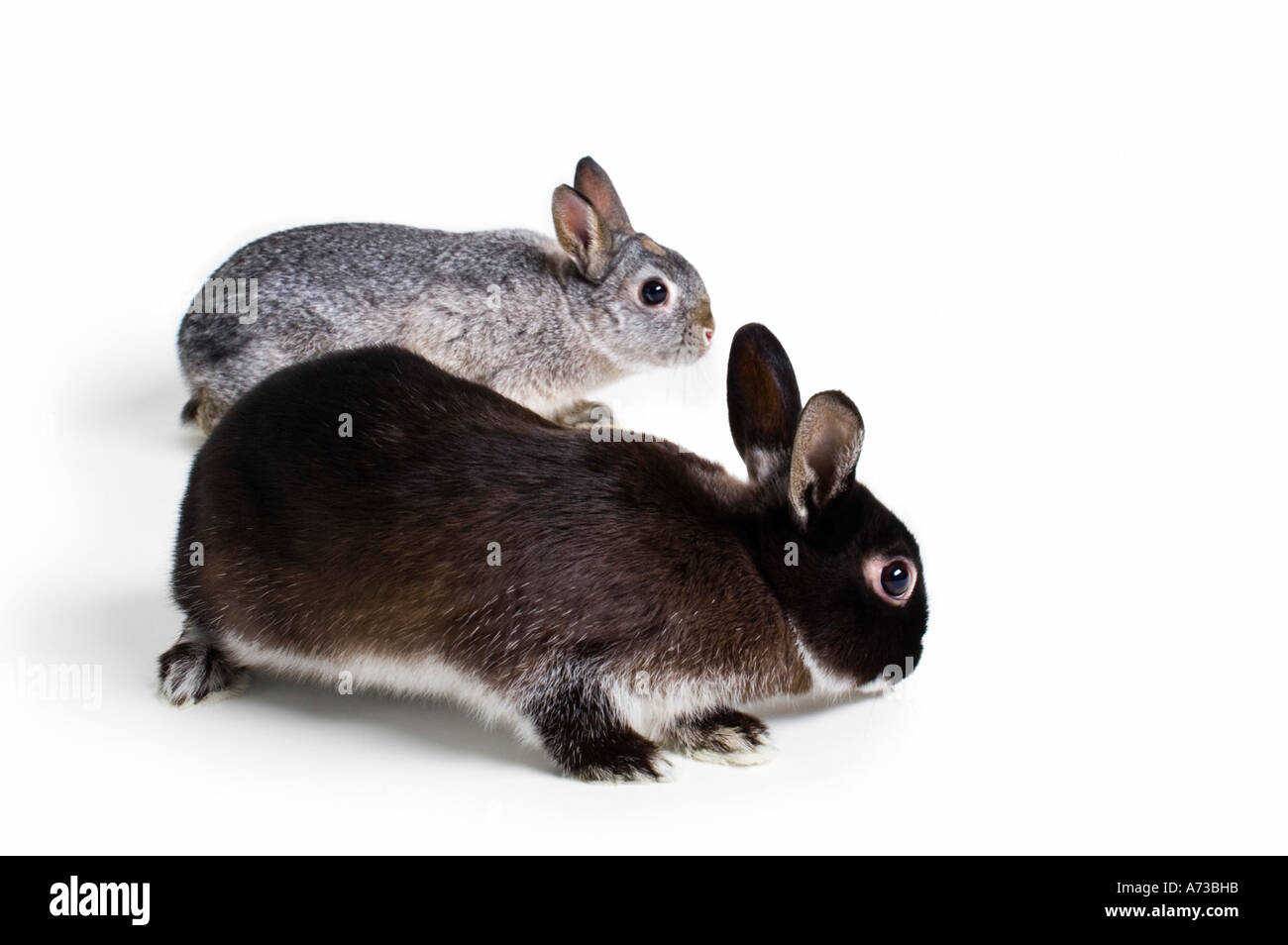 Two adorable black white rabbits hi-res stock photography and images ...