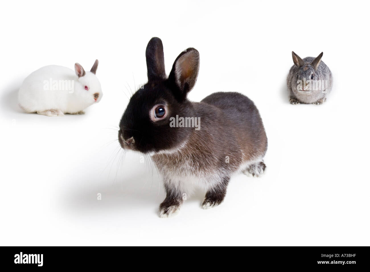 Three adorable rabbits hi-res stock photography and images - Alamy