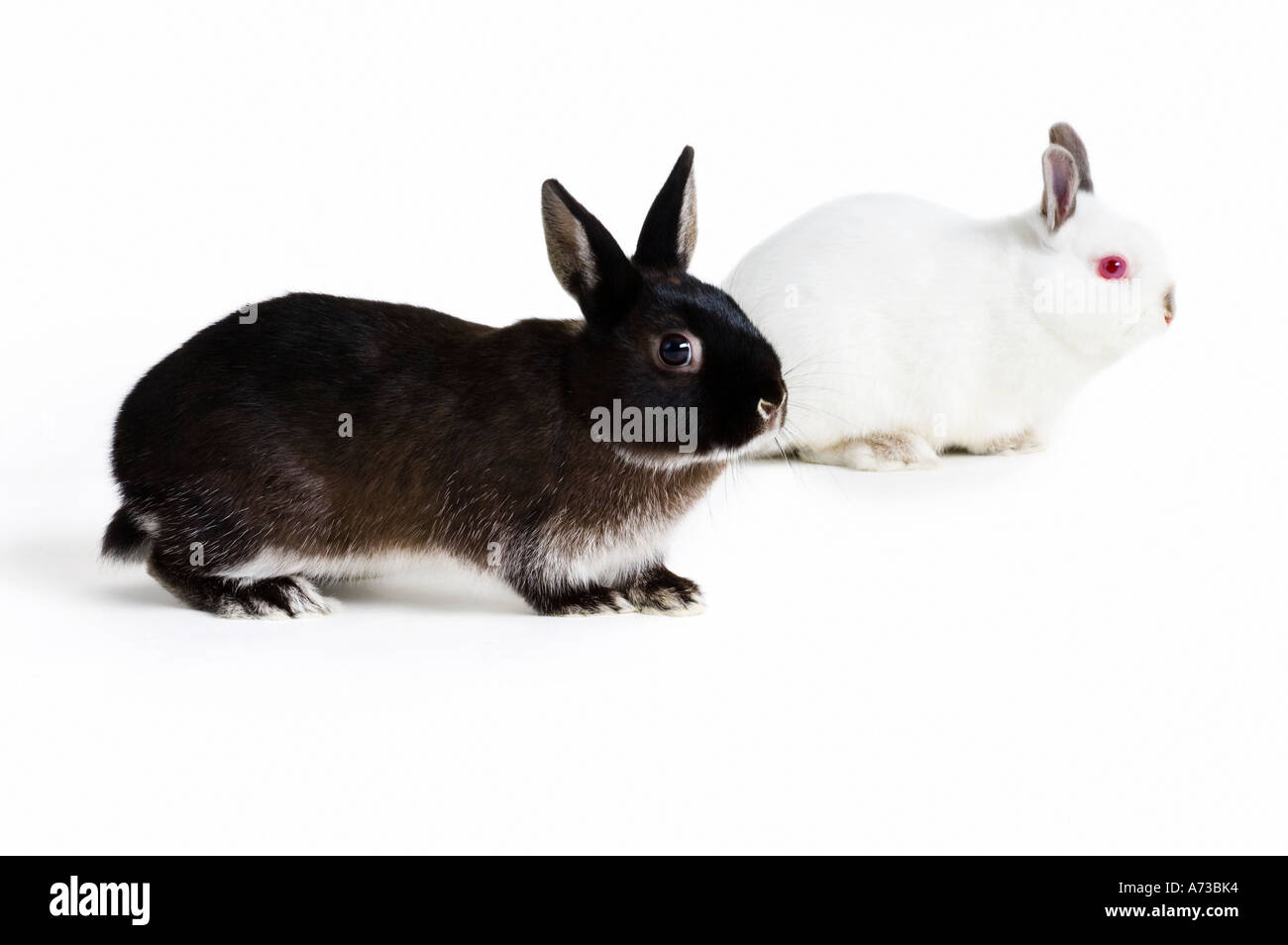 Three baby bunnies hi-res stock photography and images - Alamy