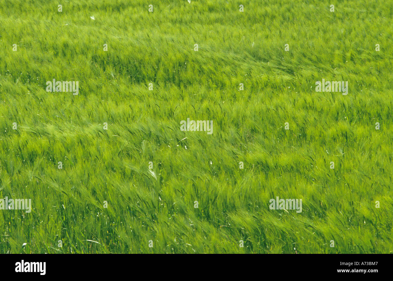 common barley, six-rowed barley (Hordeum vulgare), a barley field waves ...