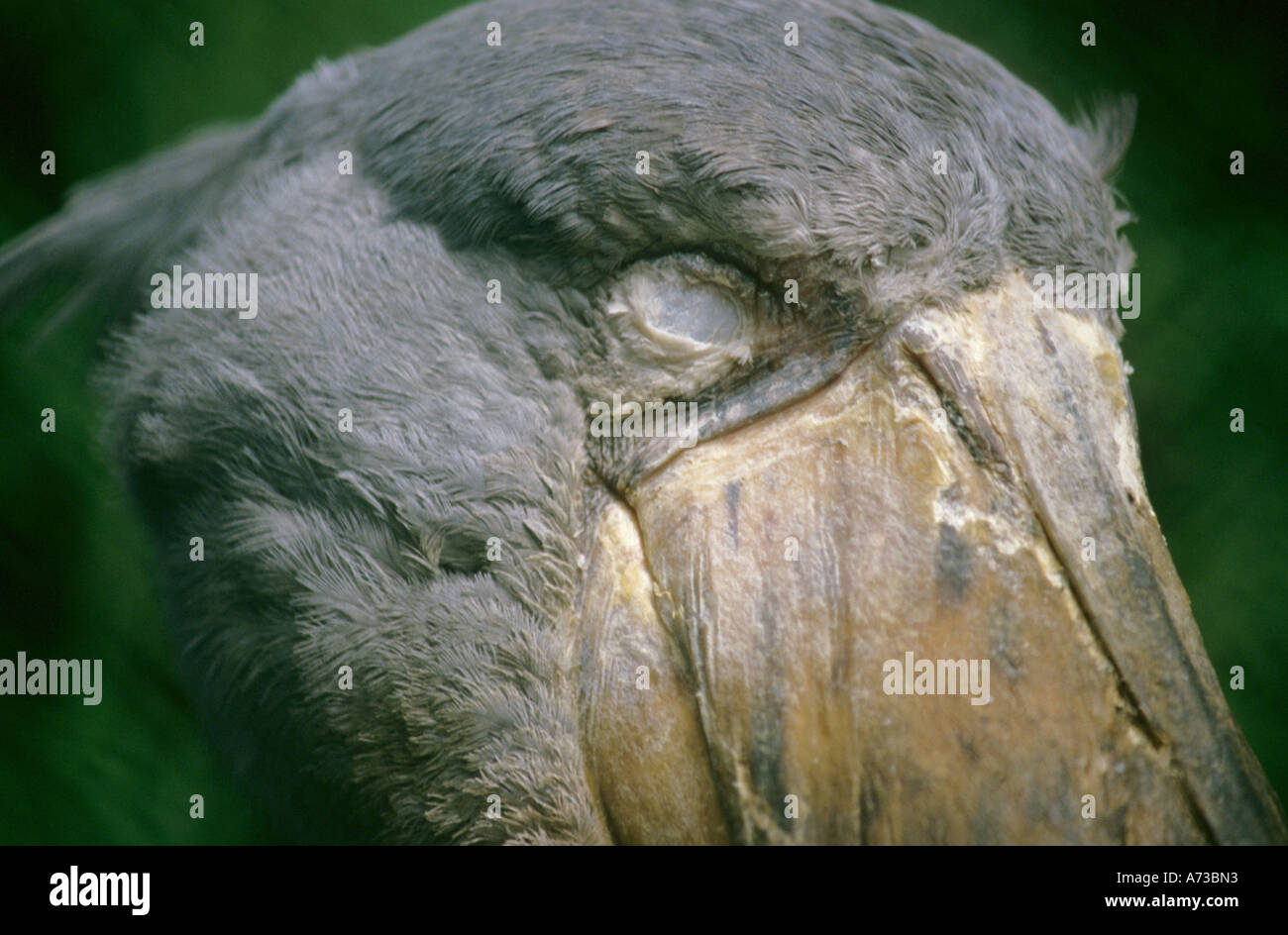 whale-headed stork (Balaeniceps rex), portrait, turning a blind eye ...