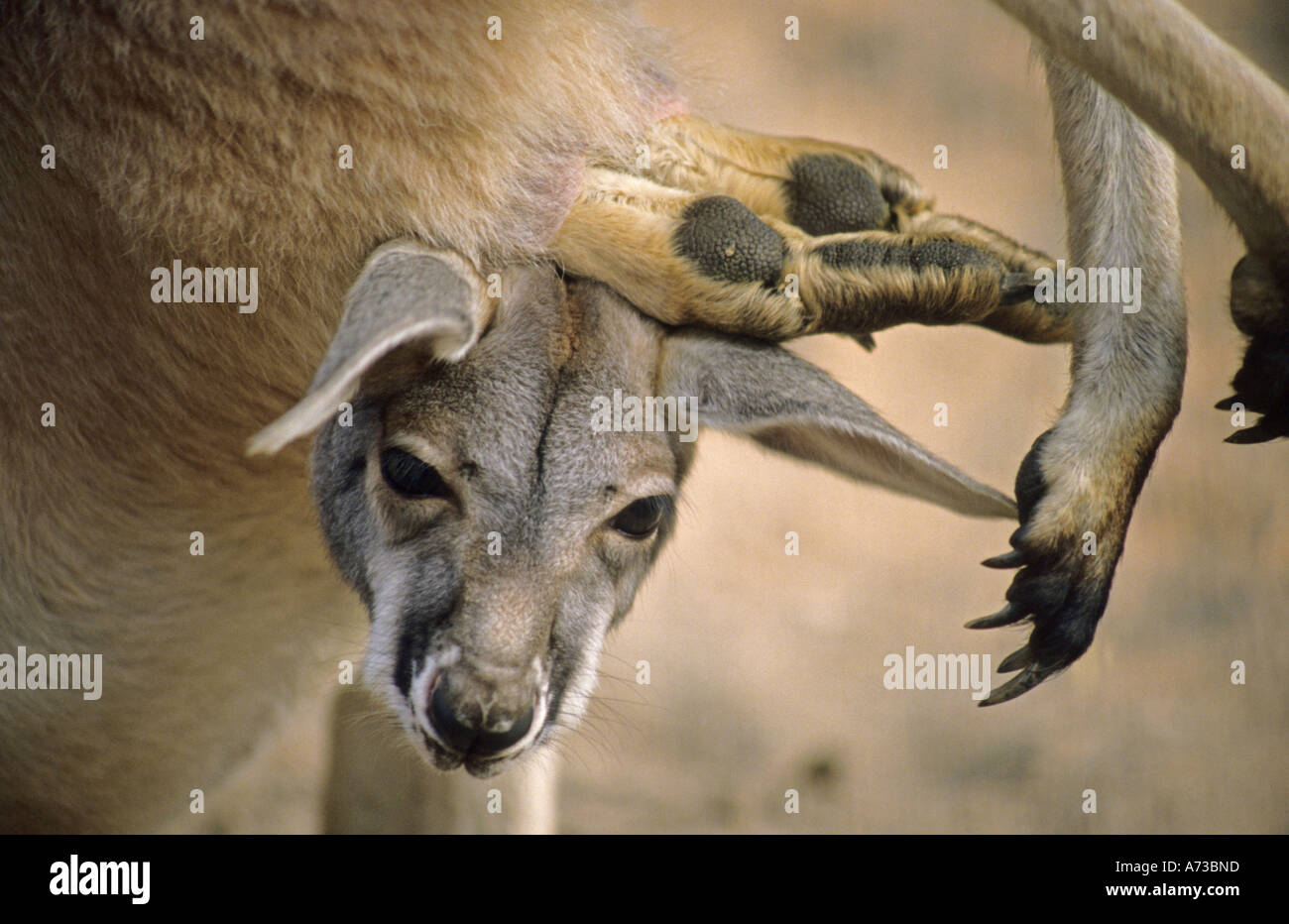 Close up portrait red kangaroo macropus rufus hi-res stock photography ...