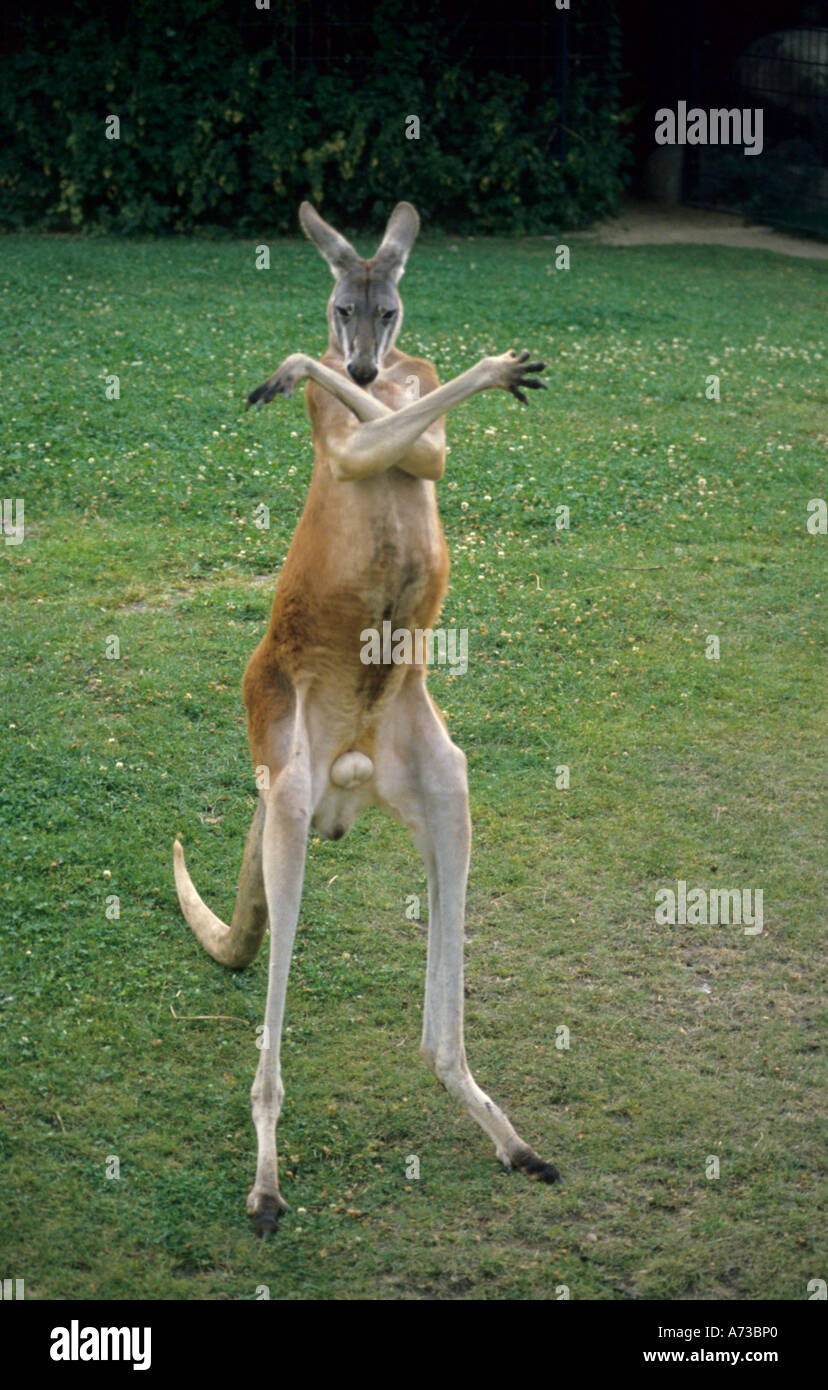 Aggressive kangaroo hi-res stock photography and images - Alamy