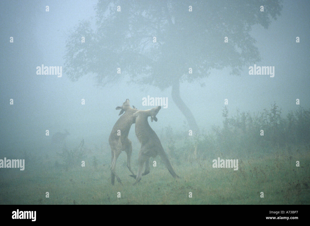 Aggressive kangaroo hi-res stock photography and images - Alamy