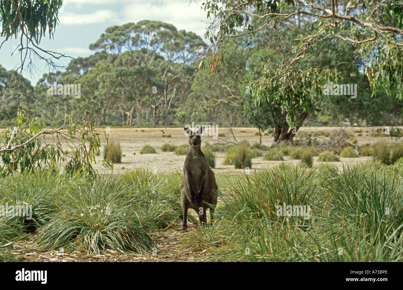Single animal at dry river bed with grasses eucalyptus trees hi-res ...
