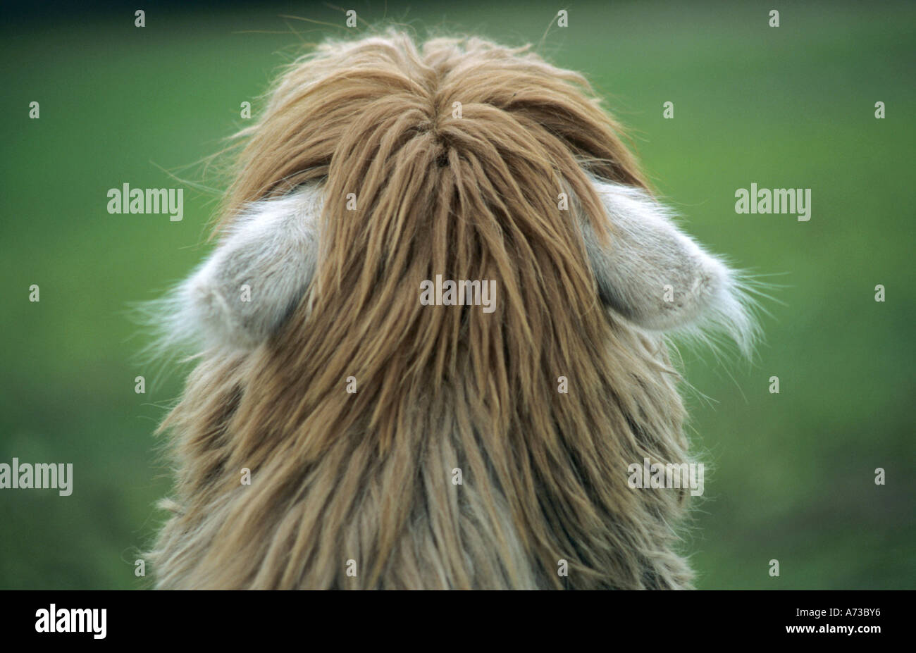 Llama (Lama guanicoe glama), rear side of the head Stock Photo - Alamy