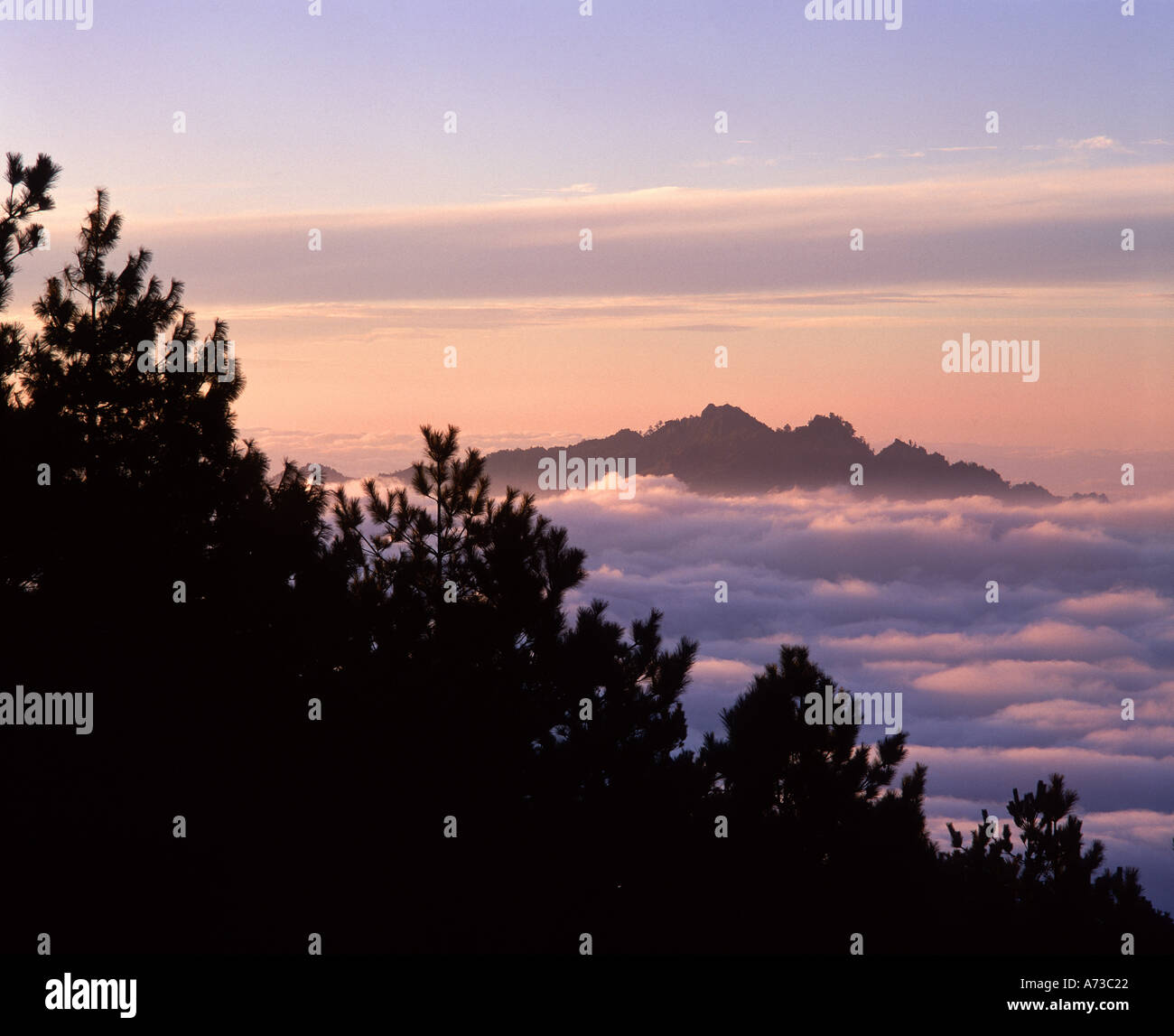 A pine forest and a mountain summit stand above a sea of cloud at ...