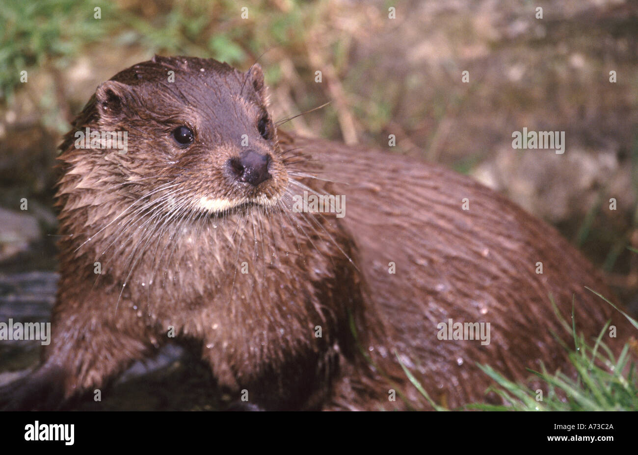 A Eurasian European or British otter Lutra lutra Stock Photo - Alamy