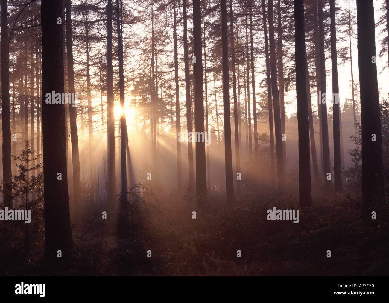 Needwood forest hi-res stock photography and images - Alamy