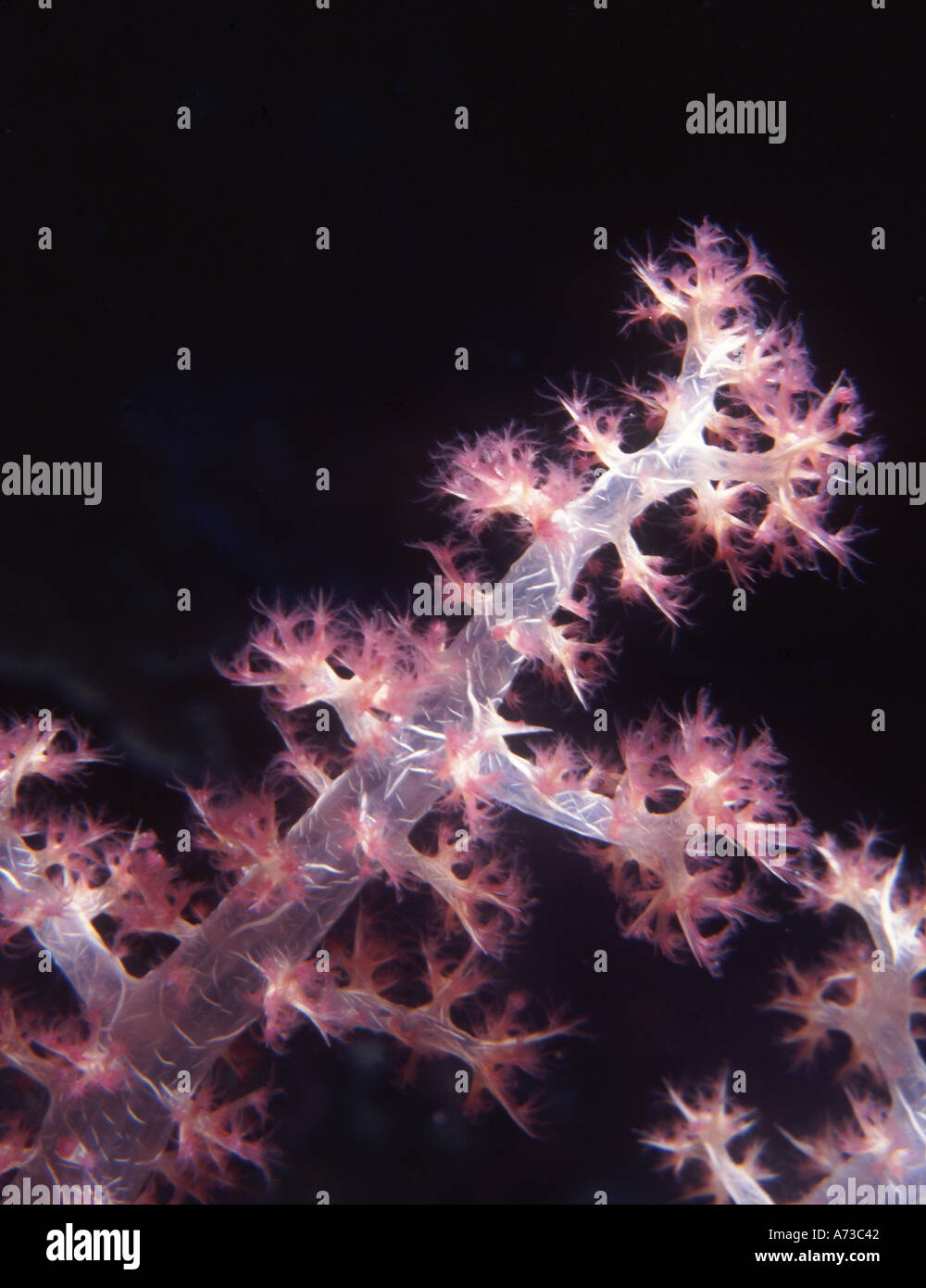 A close up of a Dendronephthya species soft tree coral in the ...