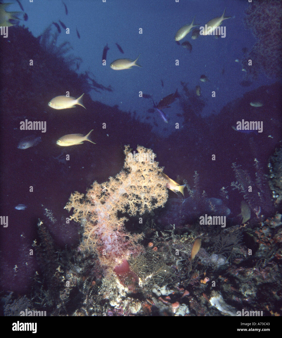 Fish swimming around a Dendronephthya species soft tree coral in the ...