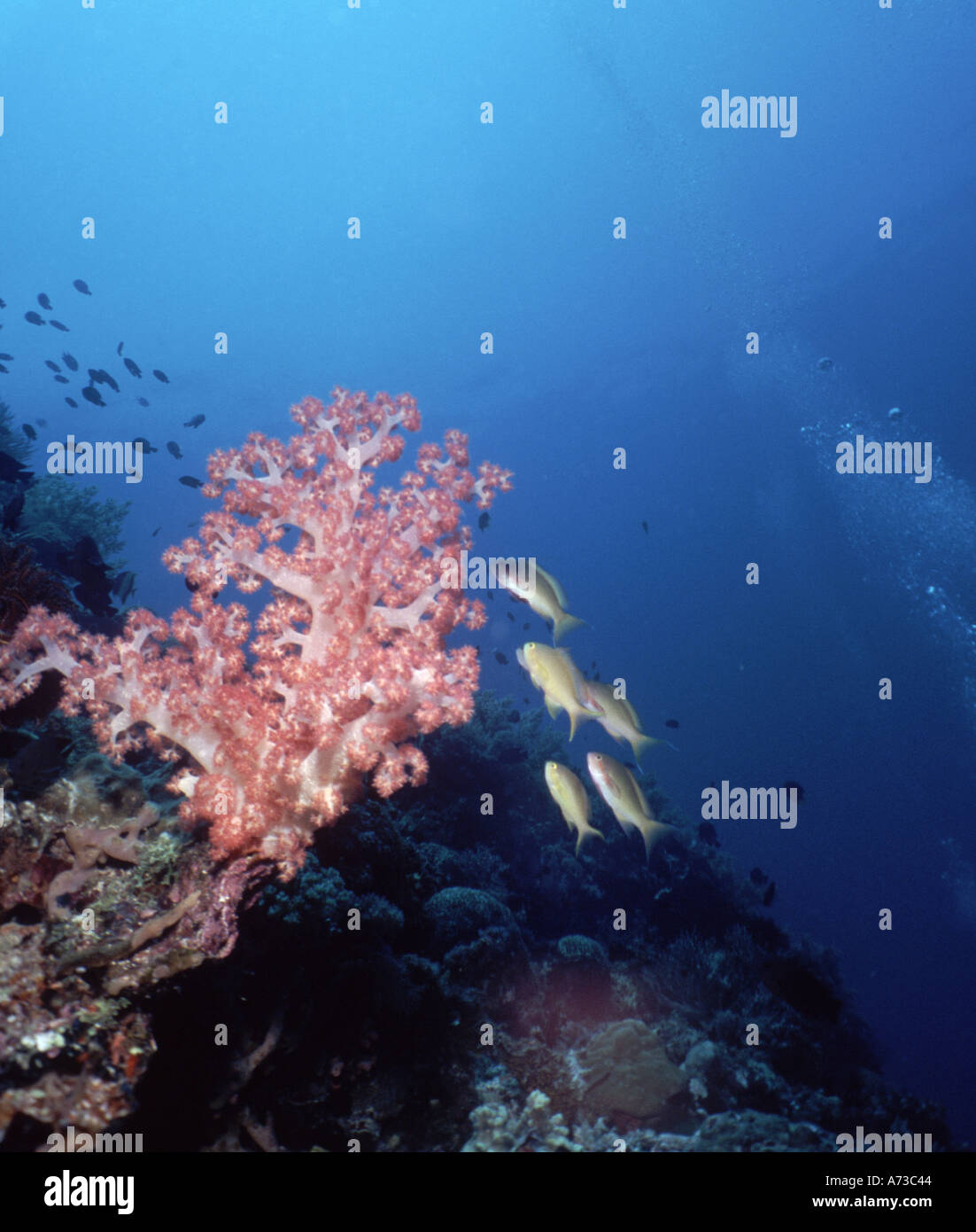 Species of hydroid polyp hi-res stock photography and images - Alamy