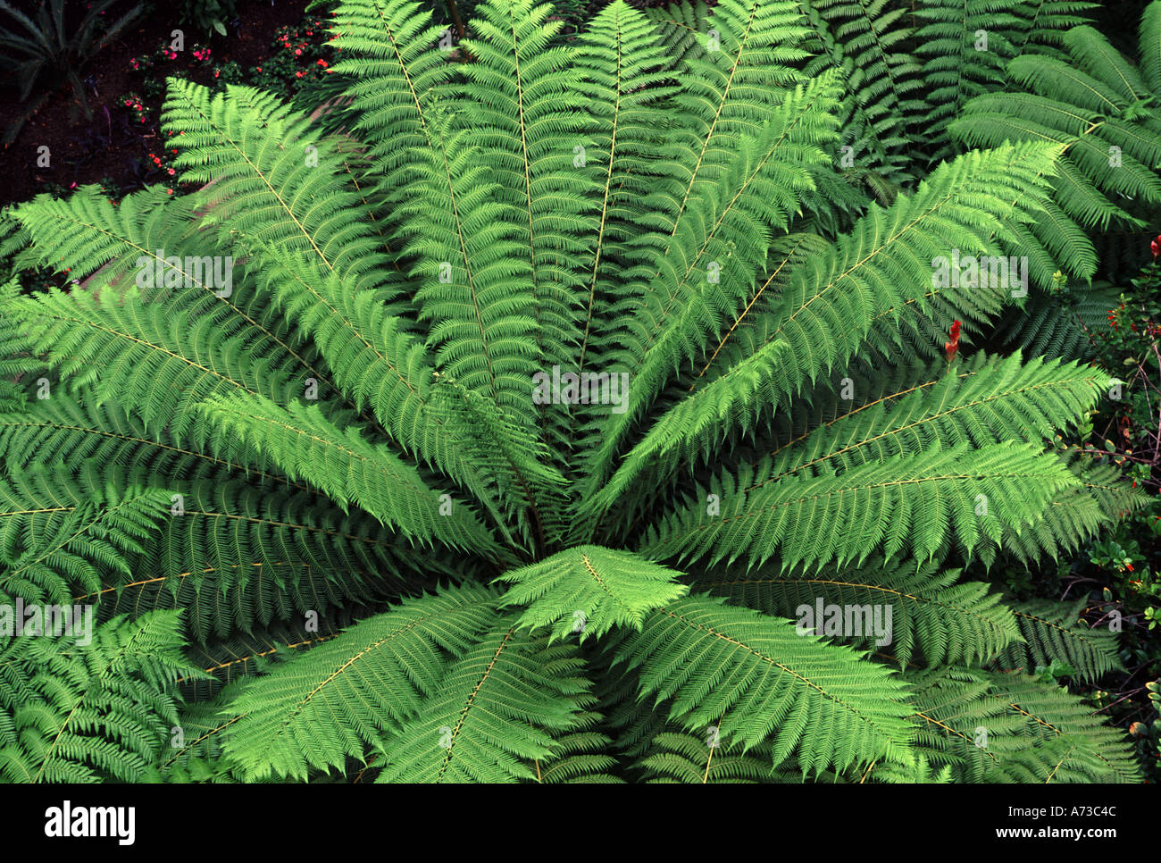 A fern in the Temperate House in Kew Gardens London England Great ...