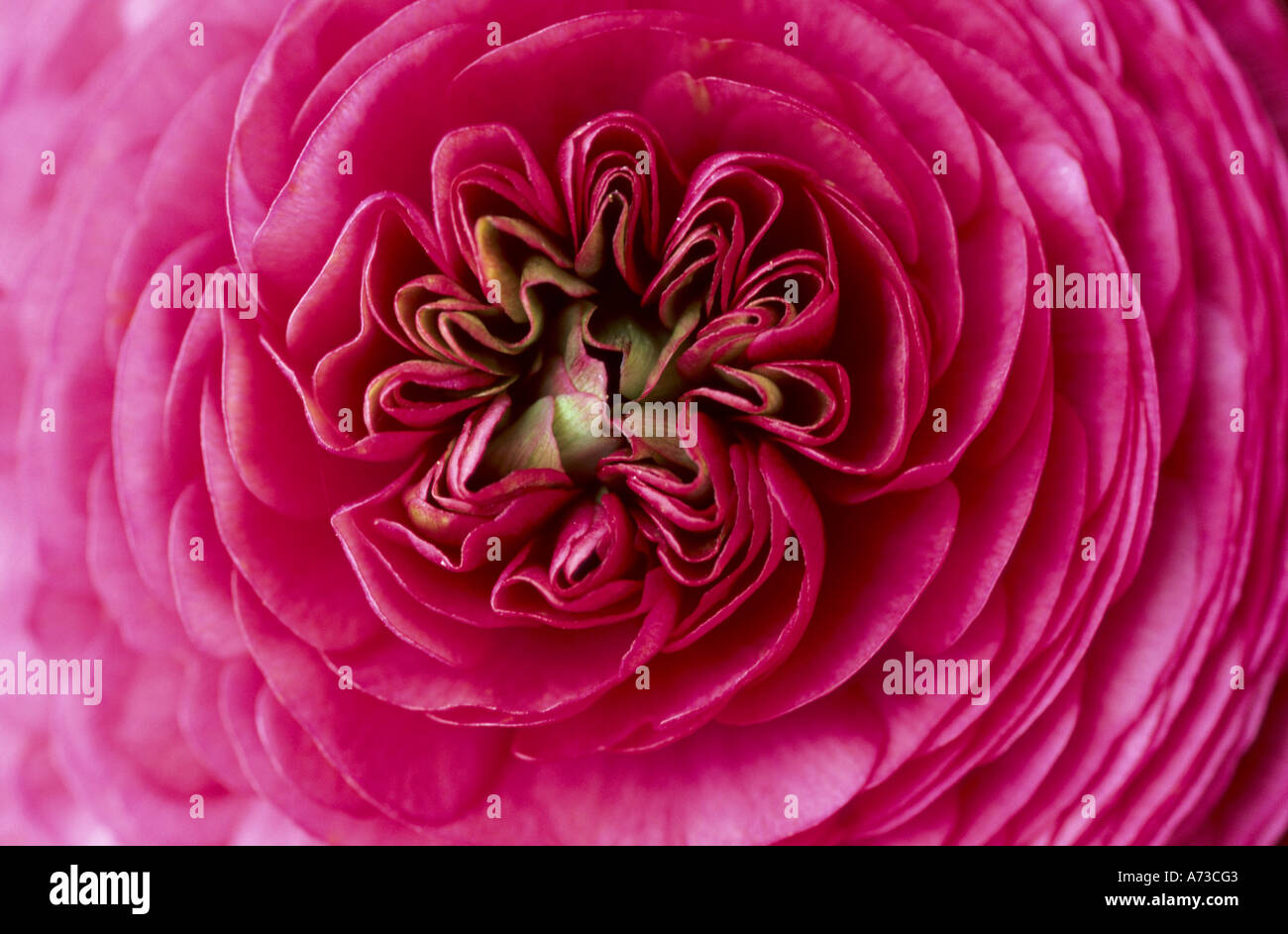 Flower Structures Section High Resolution Stock Photography and Images ...