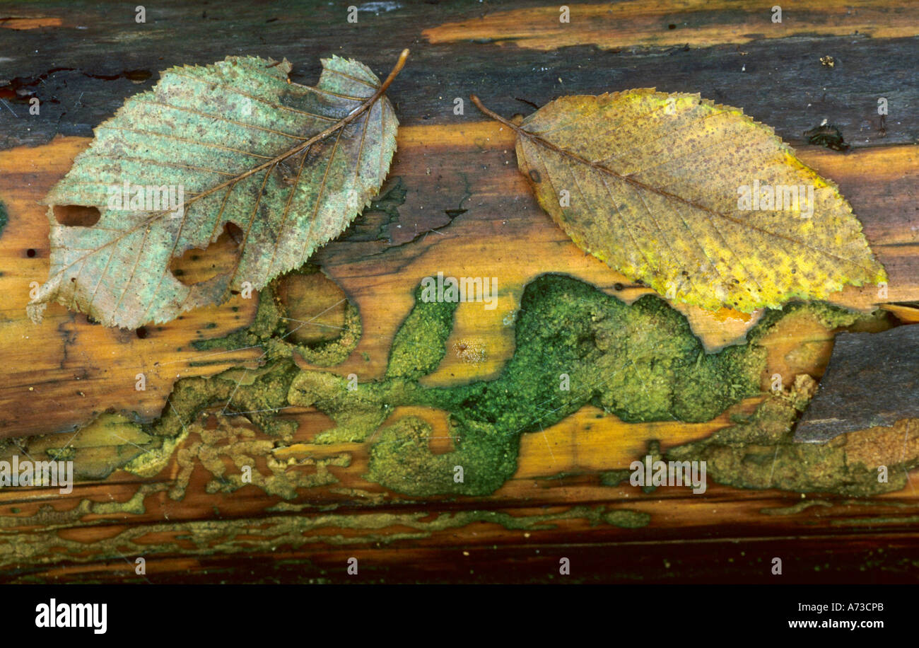 Burrows in dead wood, Germany, Baden-Wuerttemberg, Odenwald Stock Photo ...