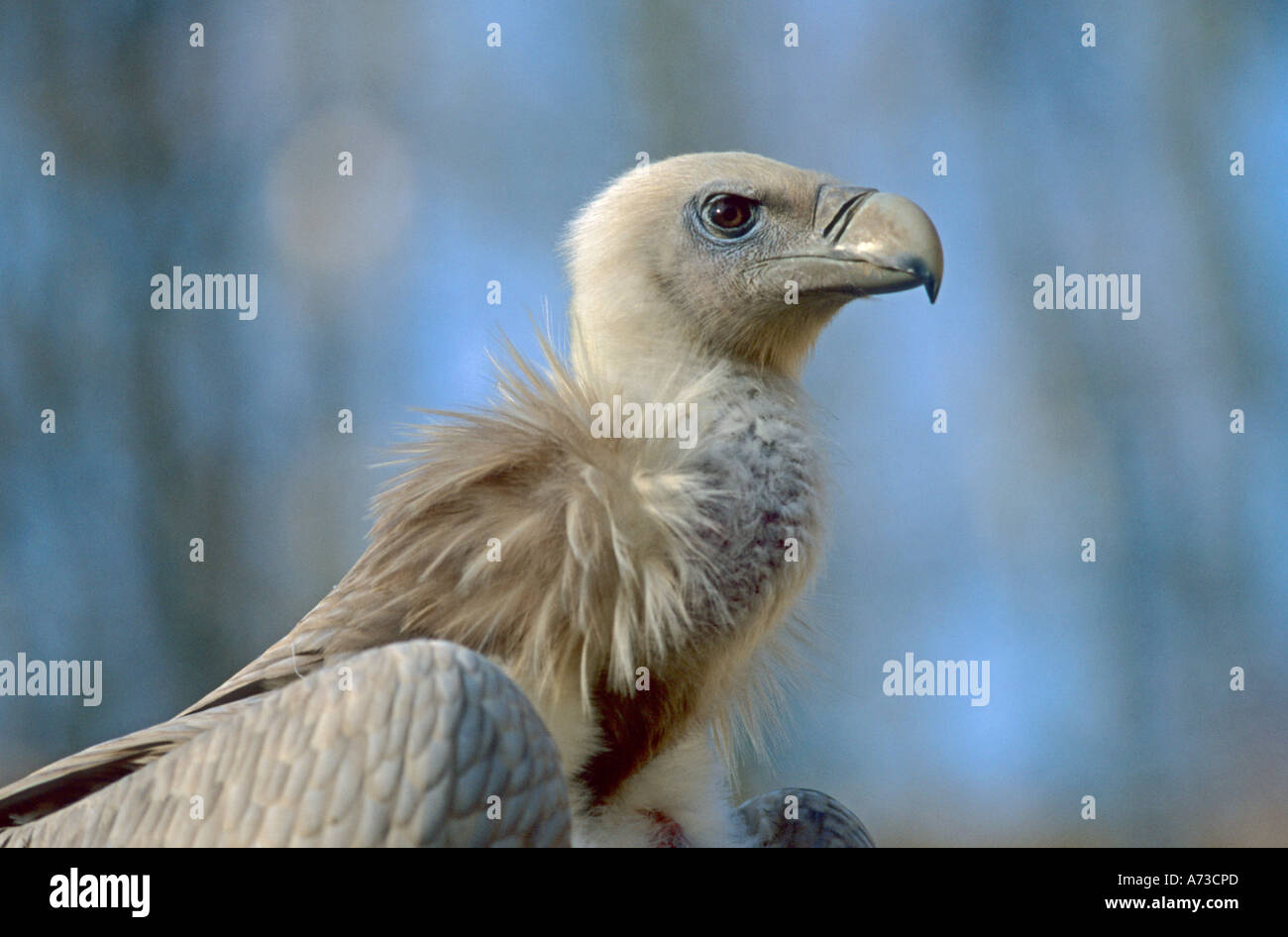 Gyps himalayensis portrait hi-res stock photography and images - Alamy