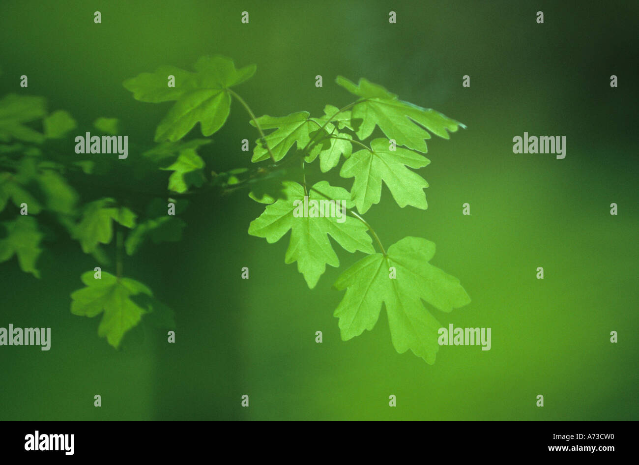 field maple, common maple (Acer campestre), leaves illuminated of the ...