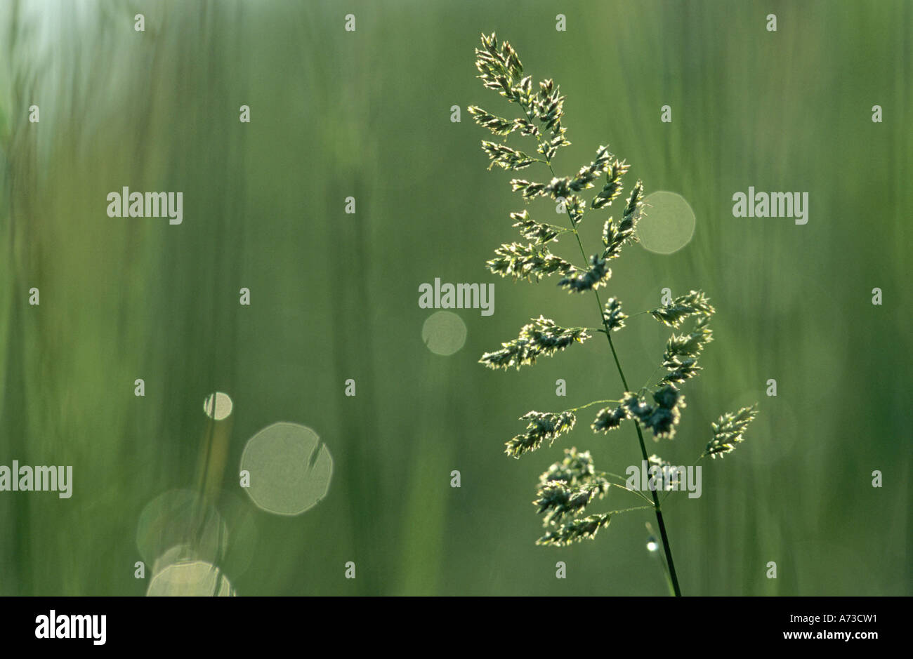 common velvet grass, Yorkshire-fog, creeping velvetgrass (Holcus ...