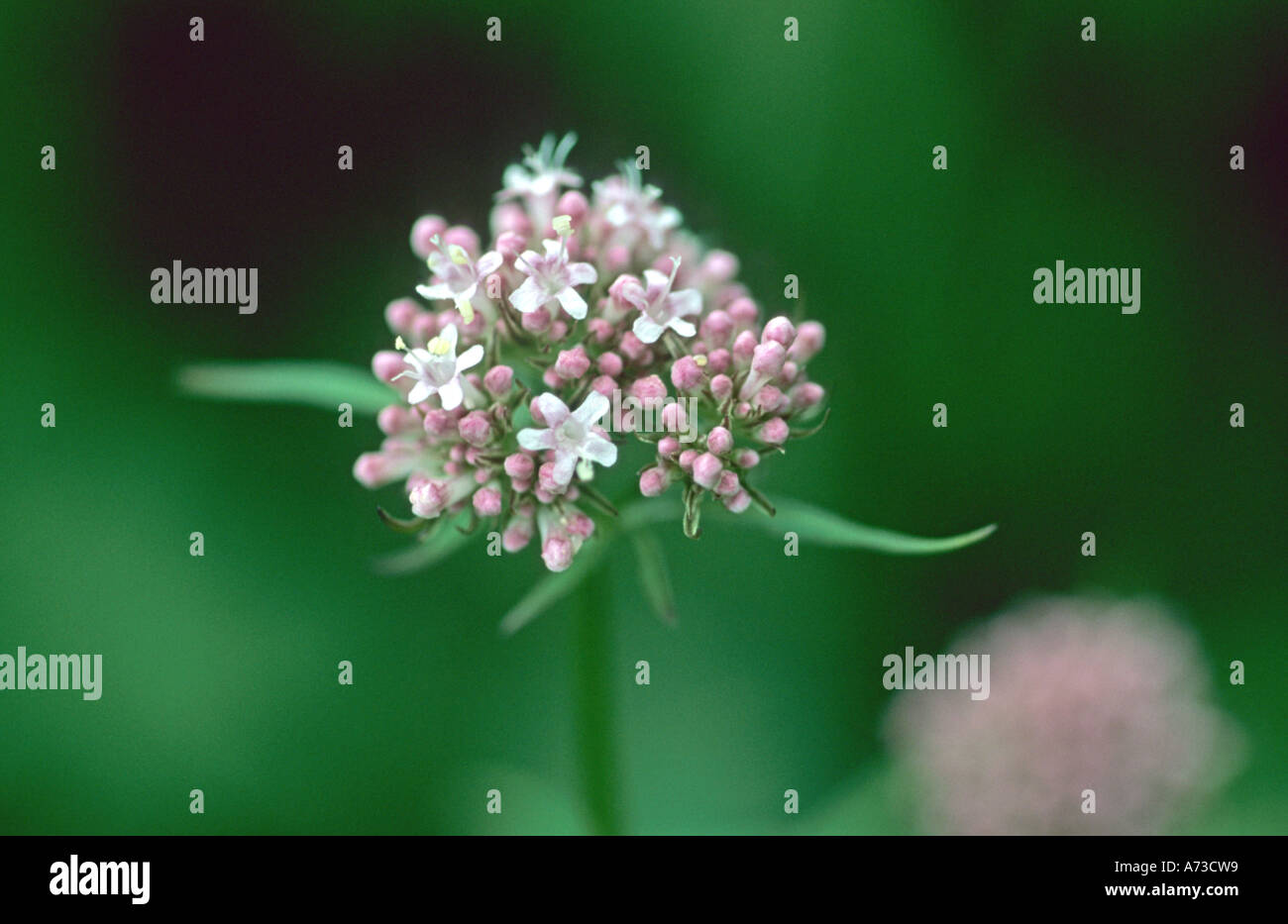 Pleiochasium hi-res stock photography and images - Alamy