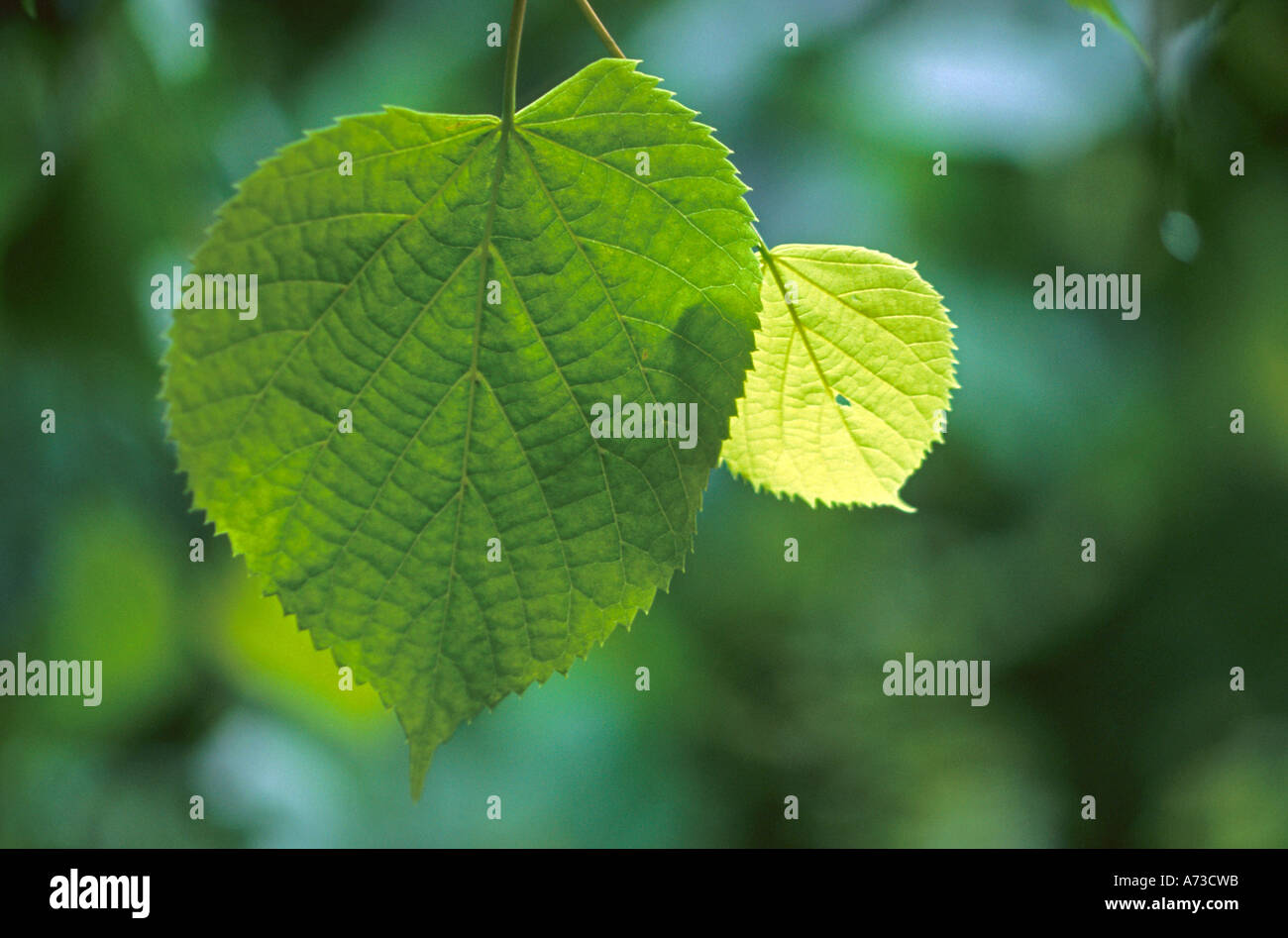 large-leaved lime, lime tree (Tilia platyphyllos), leaves in backlight ...
