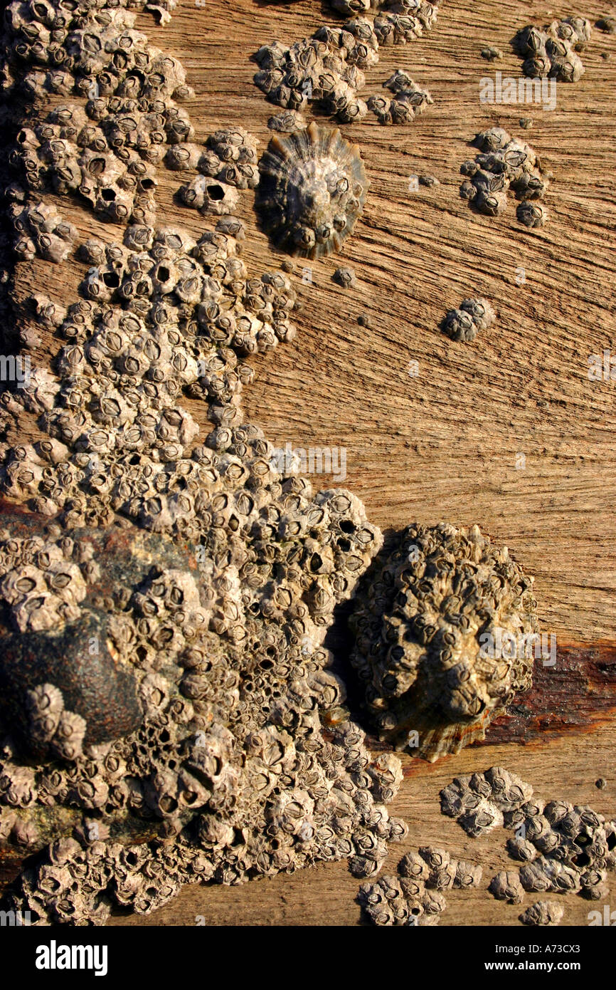 Sea barnacles hi-res stock photography and images - Alamy