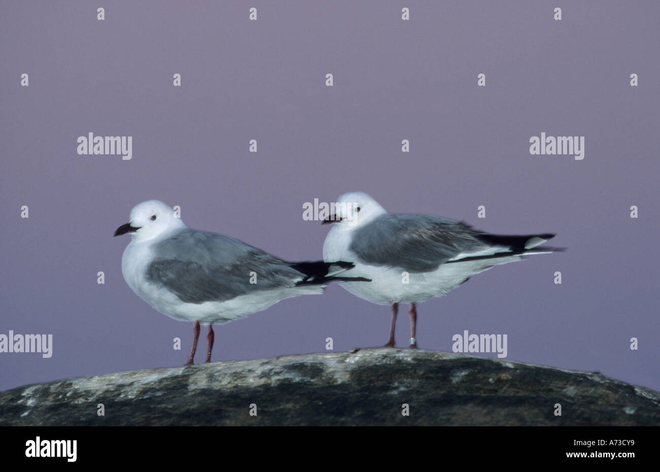 Early shark hi-res stock photography and images - Alamy