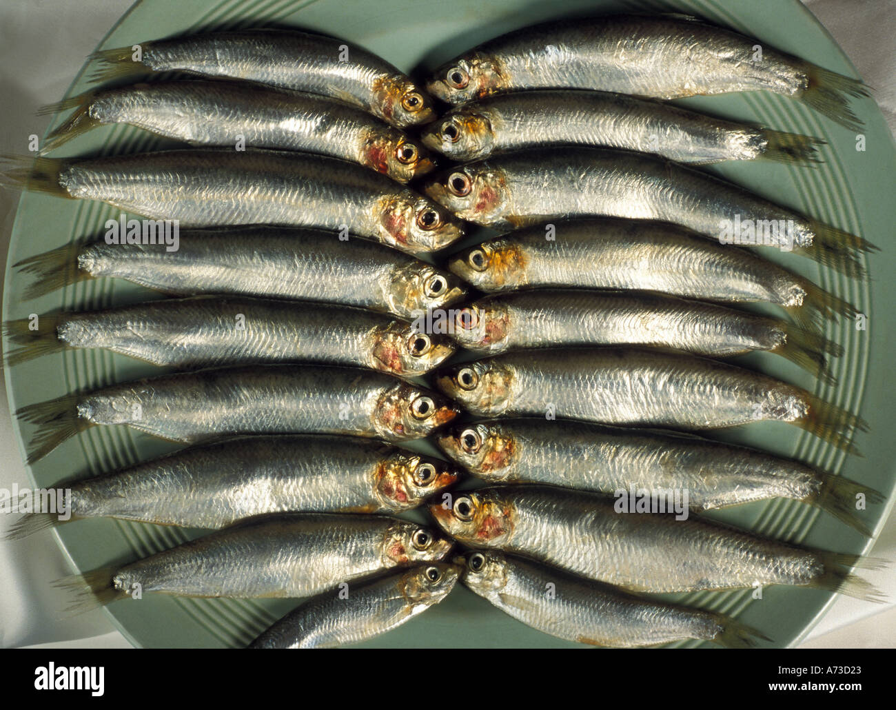 Sprat catch hi-res stock photography and images - Alamy