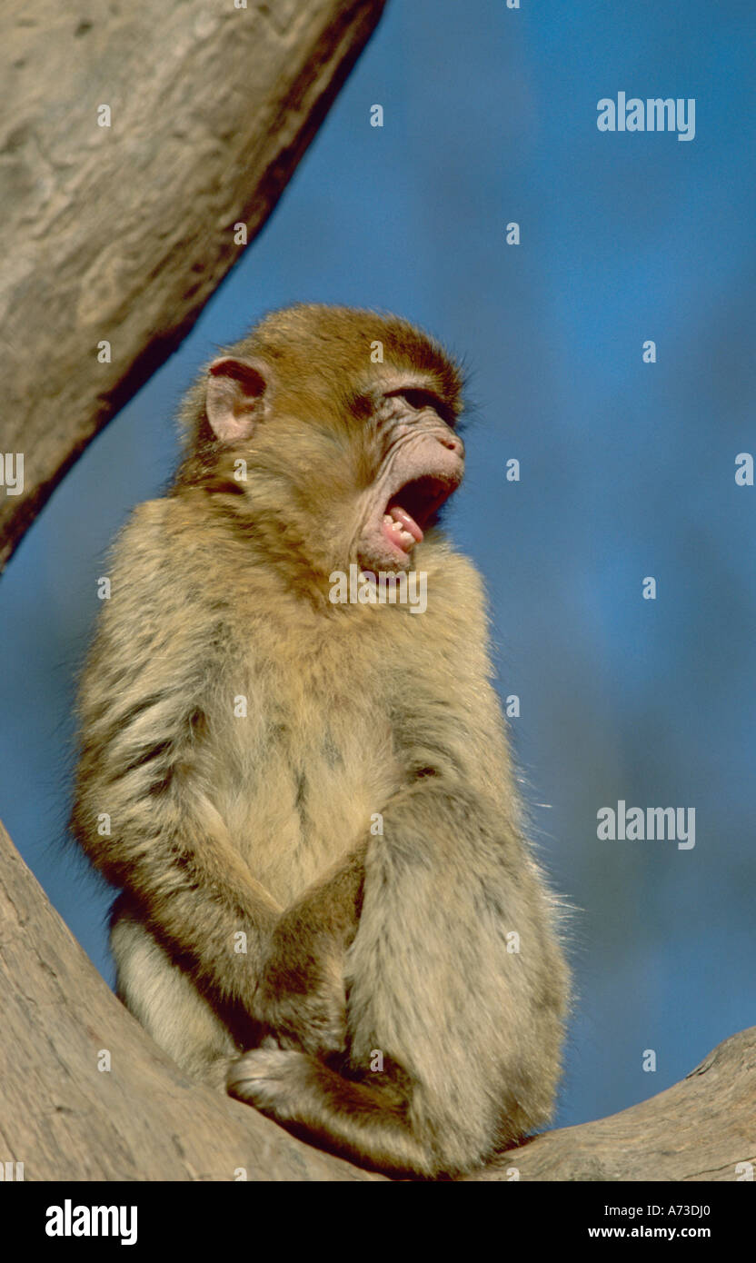 barbary ape, barbary macaque (Macaca sylvanus), crying juvenile Stock ...