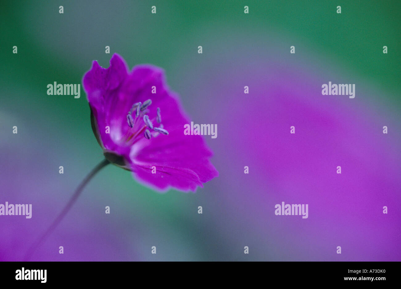 bloody cranesbill, blood-red cranesbill (Geranium sangiuneum), flower ...