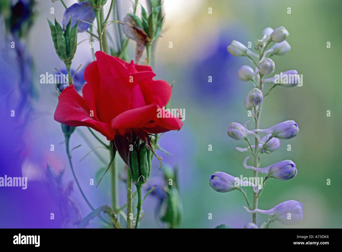 Larkspur in buttercup family hi-res stock photography and images - Alamy