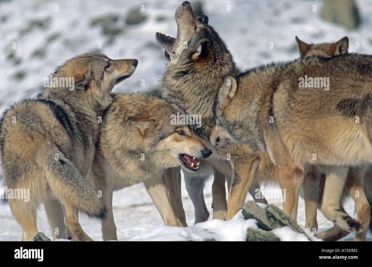 Angry wolf pack hi-res stock photography and images - Alamy