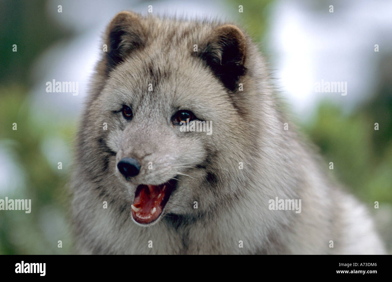 arctic fox (Alopex lagopus Stock Photo - Alamy