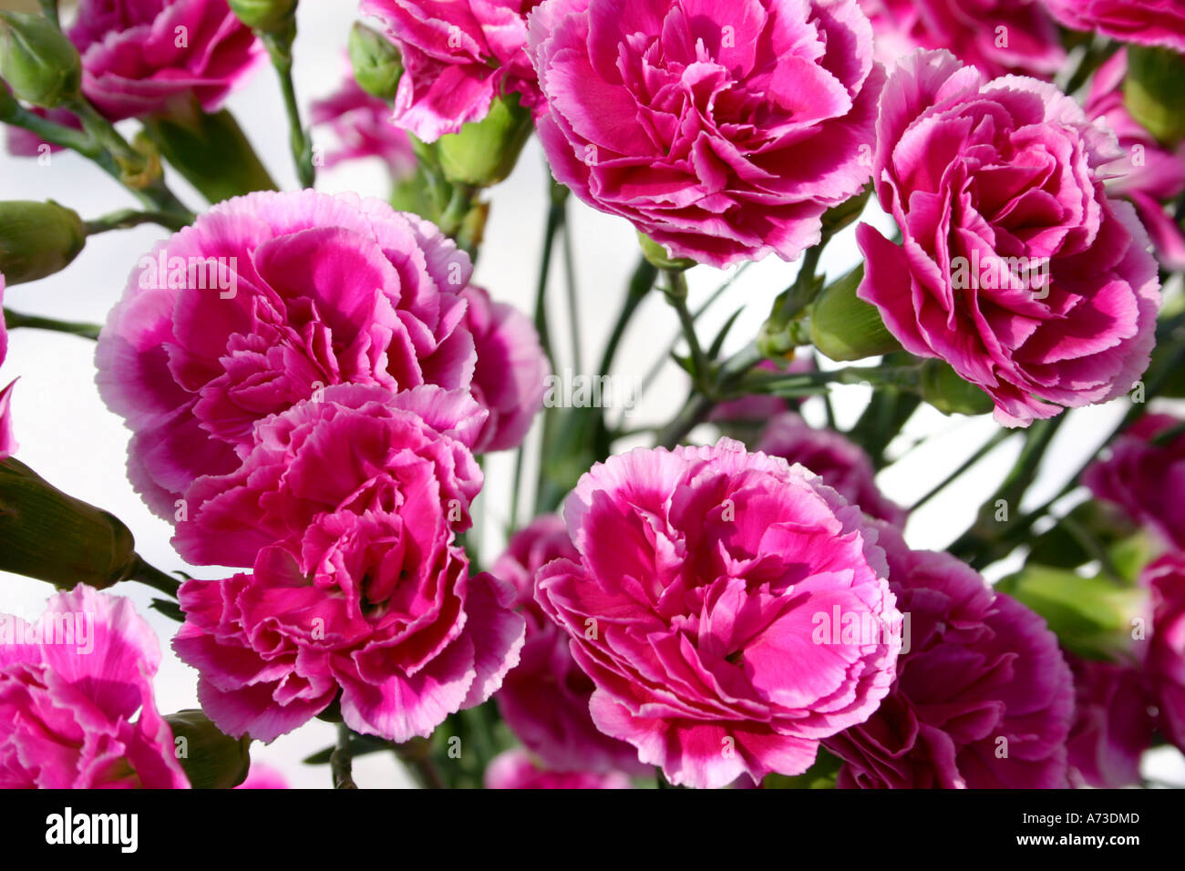 Flowers with ruffled petals hi-res stock photography and images - Alamy