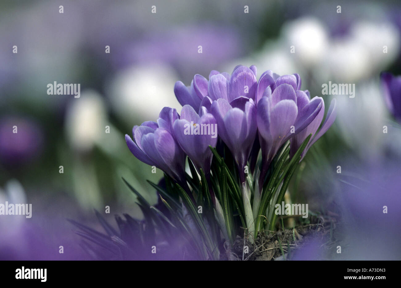 crocus (Crocus spec.), violet and white cocusses on a meadow Stock ...