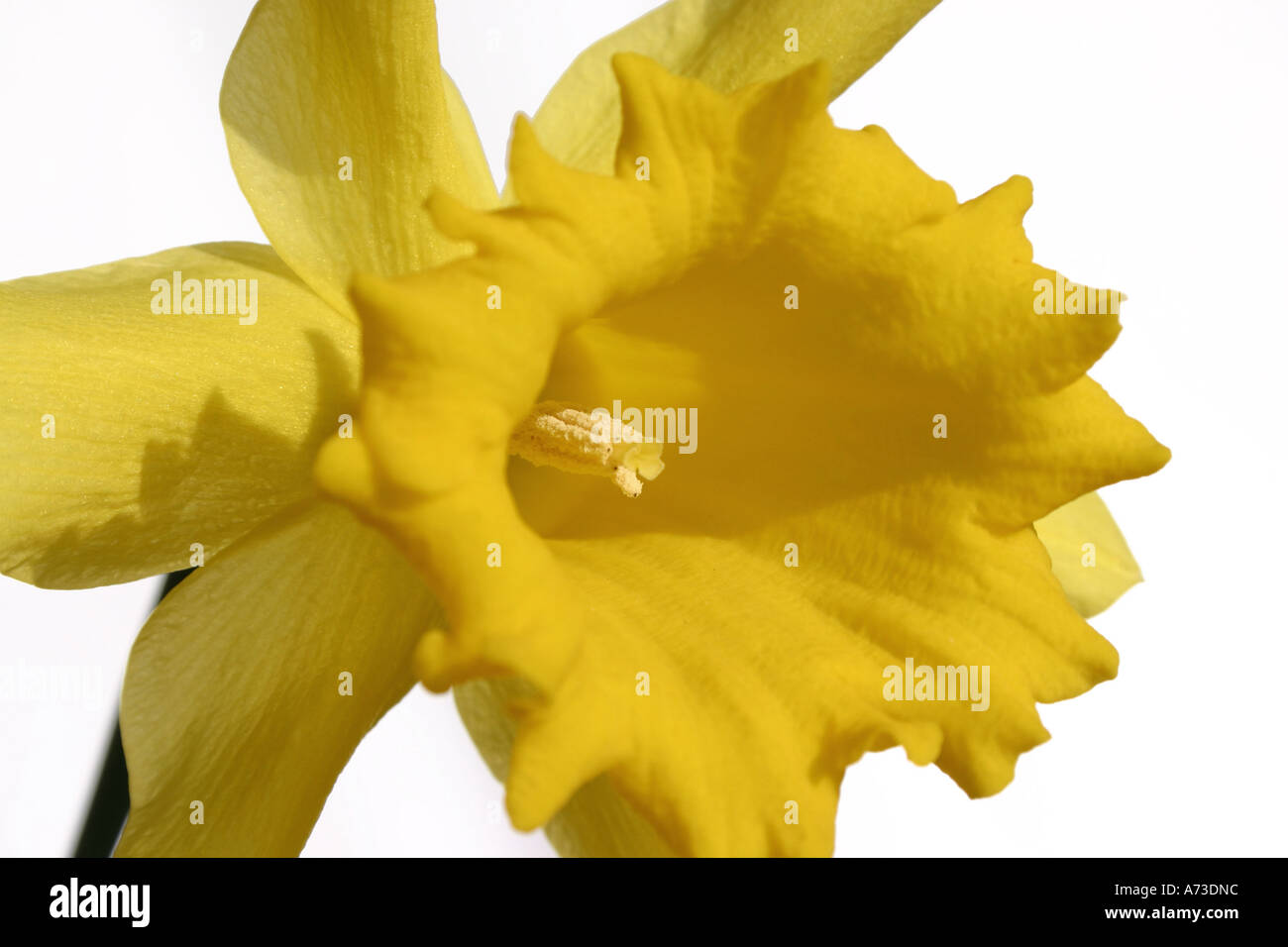 Yellow daff daffodil bulb spring hi-res stock photography and images ...