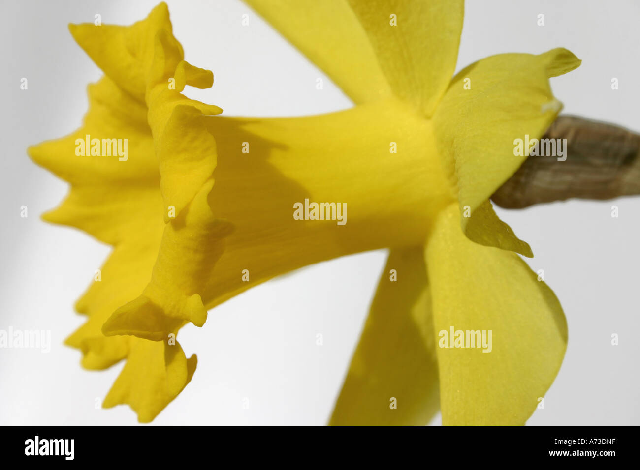 Yellow daff daffodil bulb spring hi-res stock photography and images ...