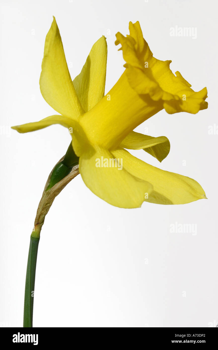 Yellow daff daffodil bulb spring hi-res stock photography and images ...