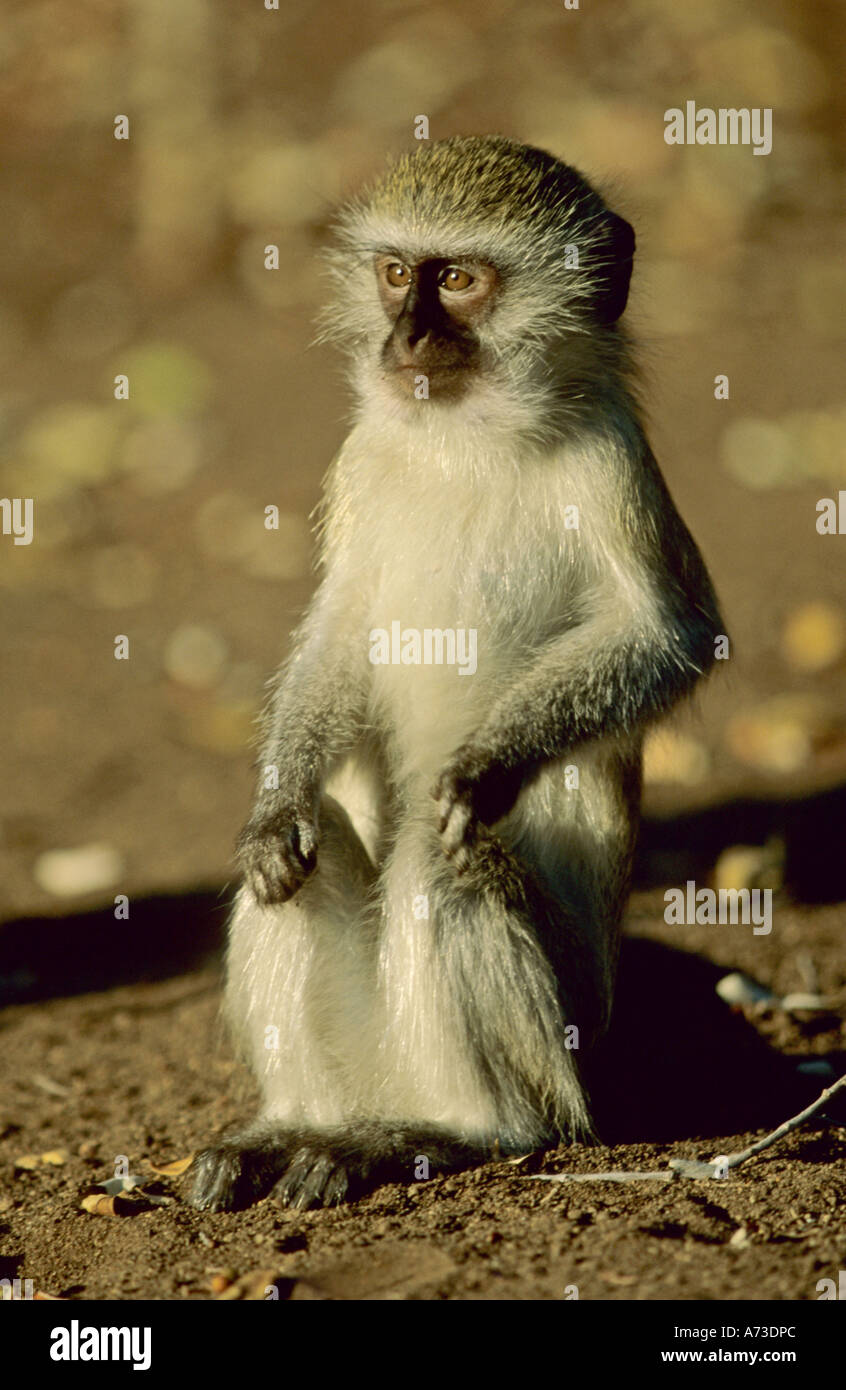 vervet monkey (Cercopithecus pygerythrus), sitting in the morning sun ...