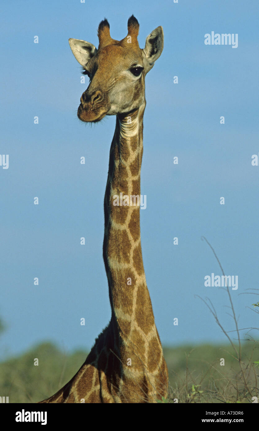 Cape giraffe (Giraffa camelopardalis giraffa), portrait, South Africa ...
