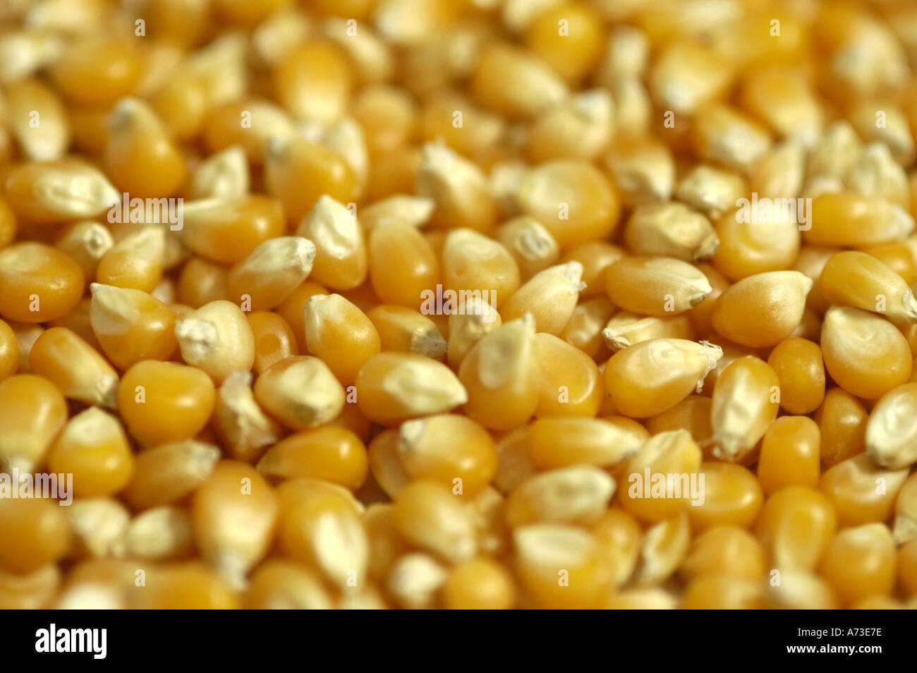 Yellow corn kernels Stock Photo - Alamy