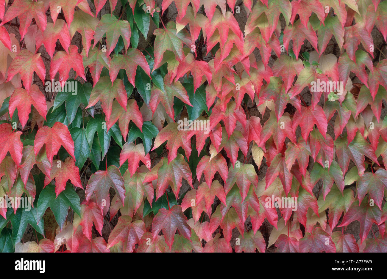 False Virginia Creeper High Resolution Stock Photography and Images - Alamy