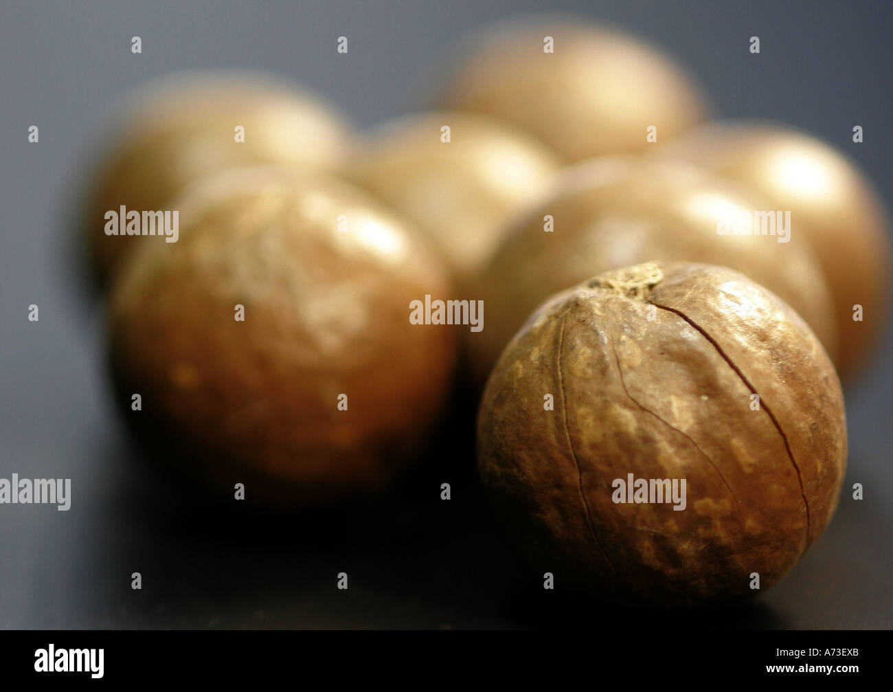 Macadamia nut plants hi-res stock photography and images - Alamy